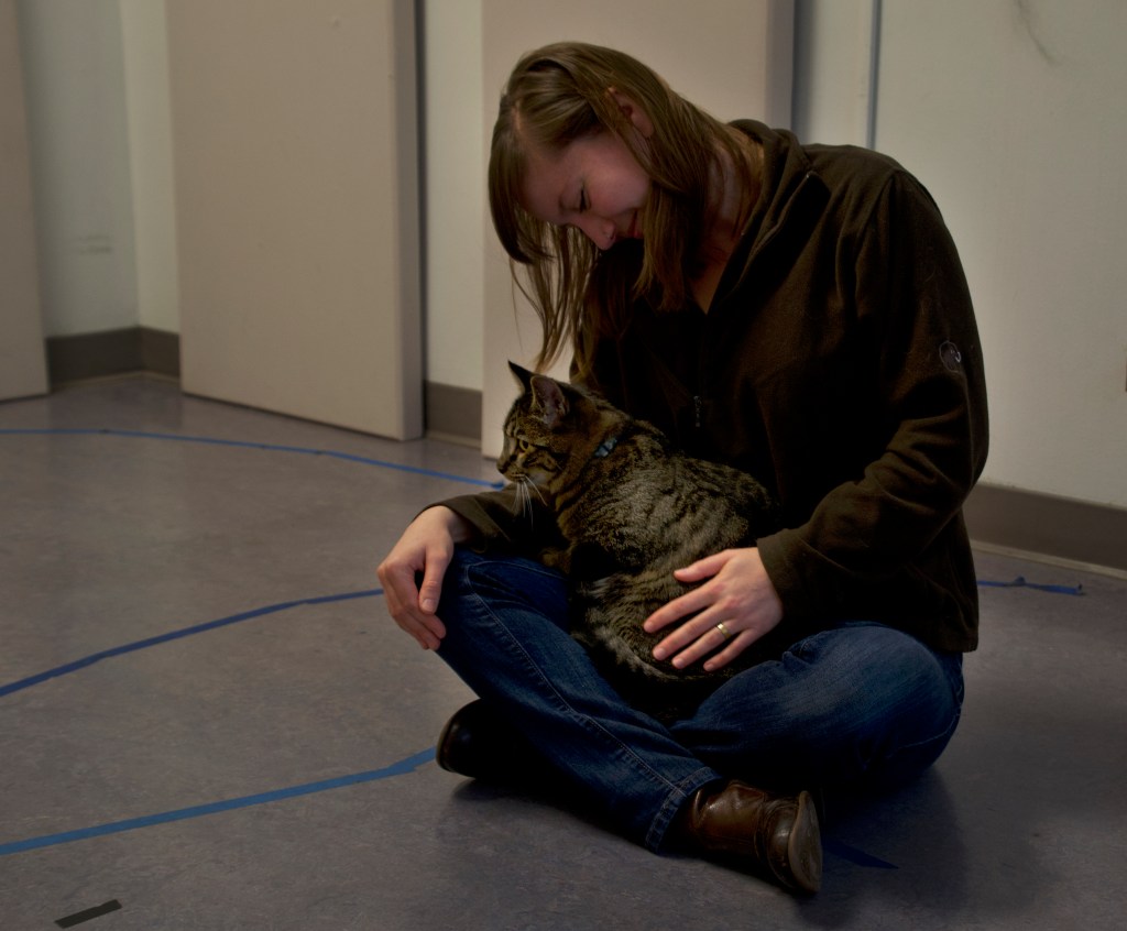 Attachment bonds between domestic cats and humans | Human-Animal ...